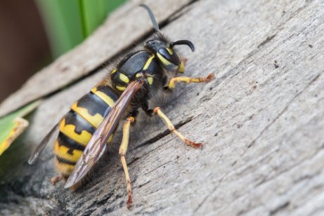 Insektsbitt og stikk, hvordan påvirker det barn? - Du er mamma